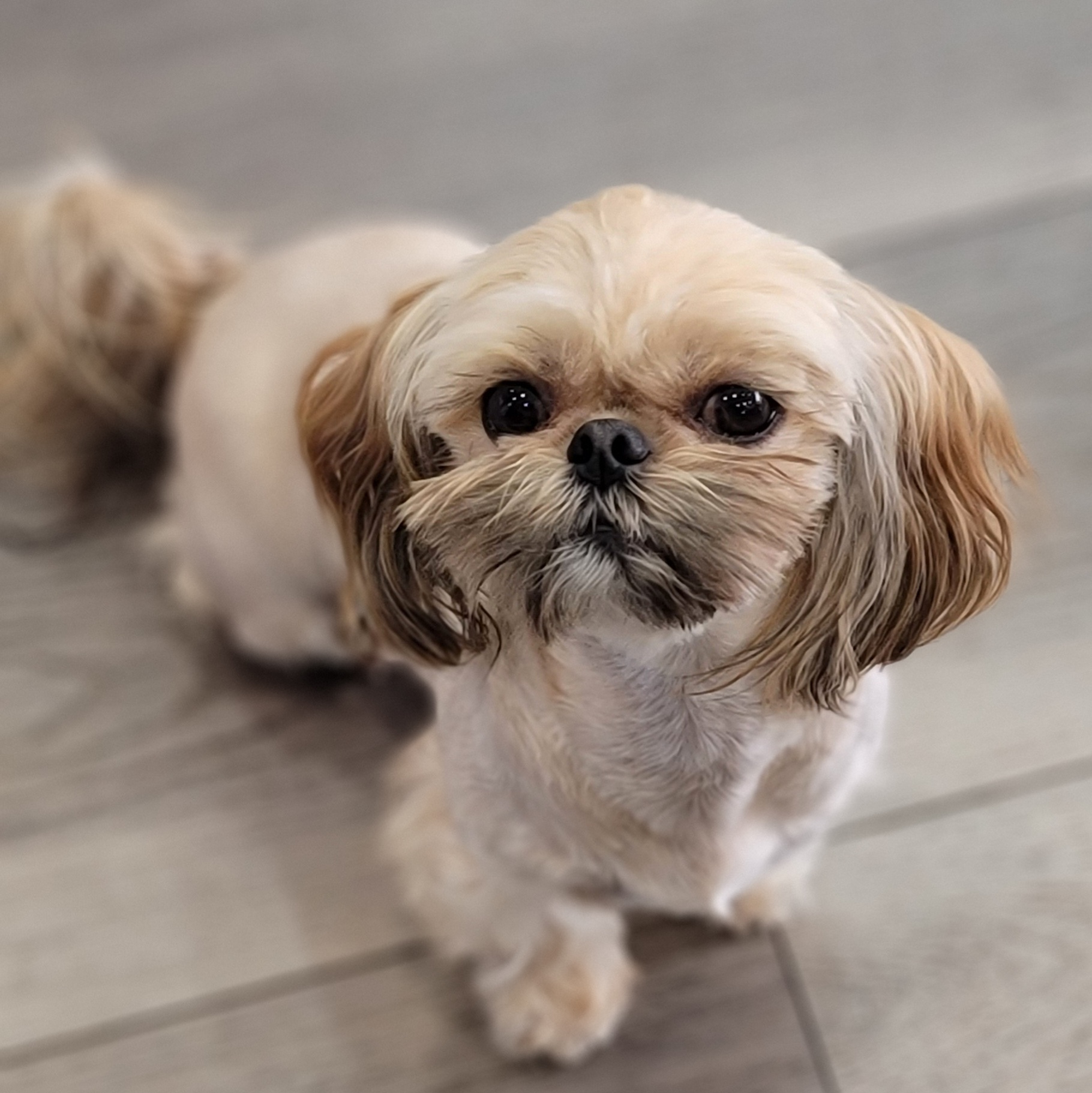 Born and raised here at Enchanted Mountain Shih Tzu